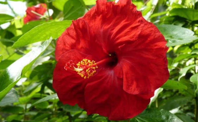 Arbres et Arbustes - Vente en ligne d'arbres et arbustes, prix pas ...