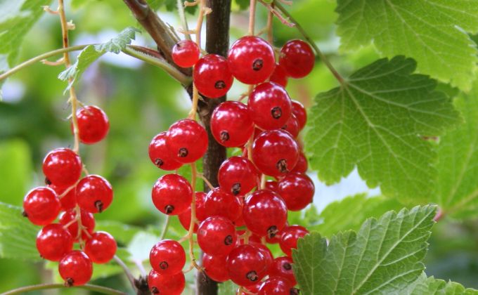 Les petits fruits classiques - Vente arbres fruitiers et petits fruits ...