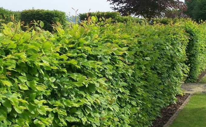 Plantes de haies - Vente de plantes et arbustes pour haies, prix pas ...