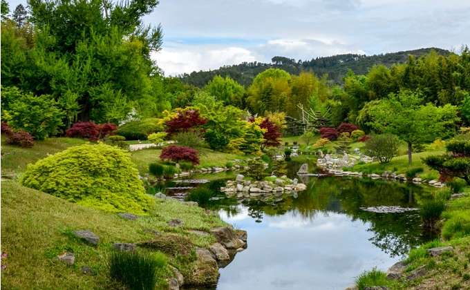 Leaderplant: vente de plantes, arbres, arbustes, bambous, kits plante ...