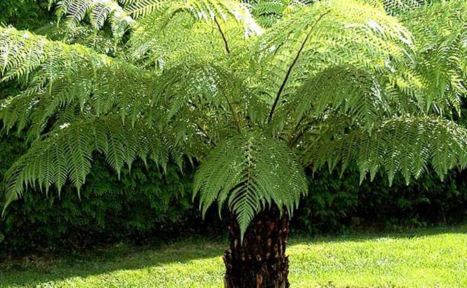 Jardins à thèmes - Vente plantes pour jardin japonais, anglais ...