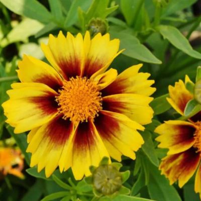 Coreopsis Solanna Sunset Burst - Vente en ligne de plants de Coreopsis ...