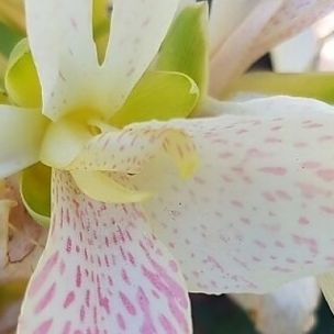 Cannas - Vente de cannas et de plantes vivaces à bulbes | Leaderplant