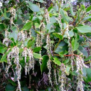 Arbres et Arbustes - Vente en Ligne d'arbres et arbustes pas chers ...