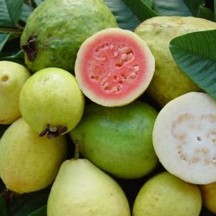 Les Goyaviers - vente de Goyaviers | Leaderplant - vente de Fruitiers ...