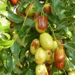 Top ventes fruitiers et petits fruits - Vente arbres fruitiers et ...