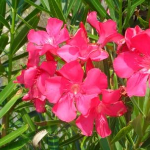 Lauriers roses - Vente de lauriers roses pour haie persistante ...