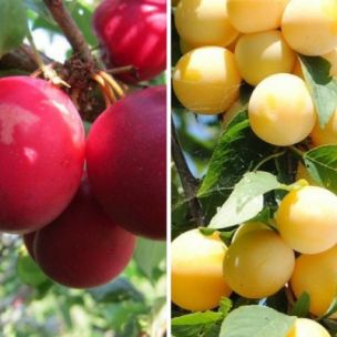 Production et Vente Directe de Plantes de Pépinière Certifiée Haute ...