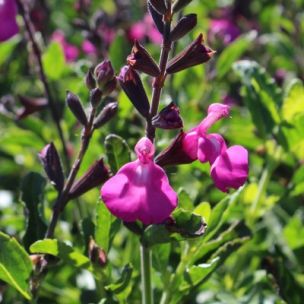 Sauges arbustives - Variété de sauge vivace | Leaderplant - vente de ...