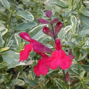 Sauges arbustives - Variété de sauge vivace | Leaderplant - vente de ...