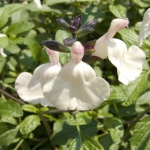 Sauges arbustives - Variété de sauge vivace | Leaderplant - vente de ...