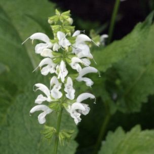 Sauges arbustives - Variété de sauge vivace | Leaderplant - vente de ...