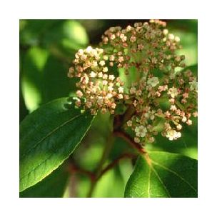 Arbuste viorne - Viburnum feuillage persistant | Leaderplant