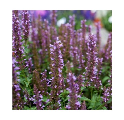 Agastache celestia ® - Vente en ligne de plants de Agastache celestia ...