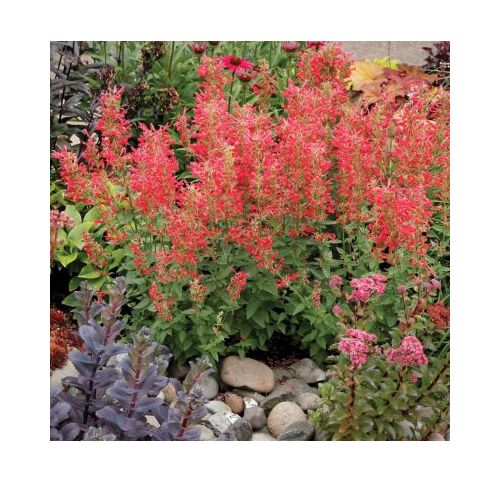Agastache Kudos ® Red - Vente en ligne de plants de Agastache Kudos ...