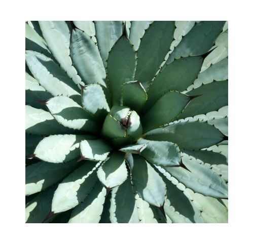 Agave Blue Emperor - Vente en ligne de plants de Agave Blue Emperor pas ...