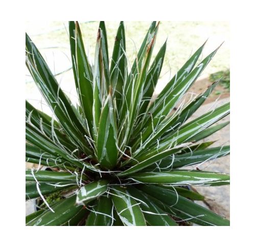 Agave White Stripe - Vente en ligne de plants de Agave White Stripe pas ...