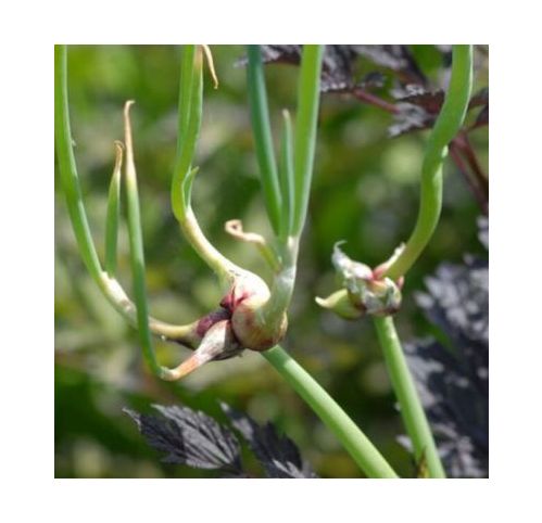 Oignon Perpétuel Rocambole - Vente en ligne de plants de Oignon ...