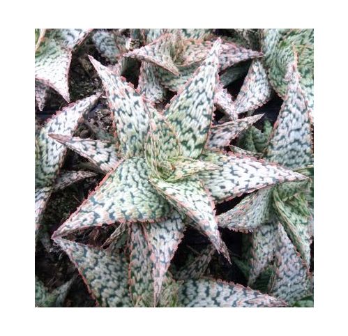 Aloé rauhii flocon de neige - Vente en ligne de plants de Aloé rauhii ...