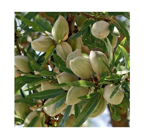 Amandier nain Nut Me Avijor Fruit Me ® - Vente en ligne de plants de ...