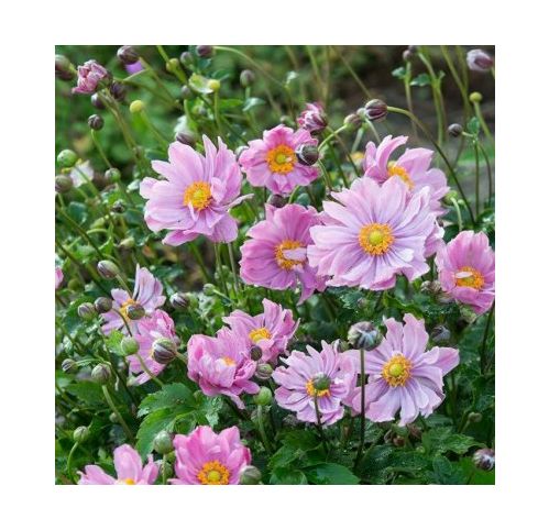 Anémone Pretty Lady Emily - Vente en ligne de plants de Anémone Pretty ...