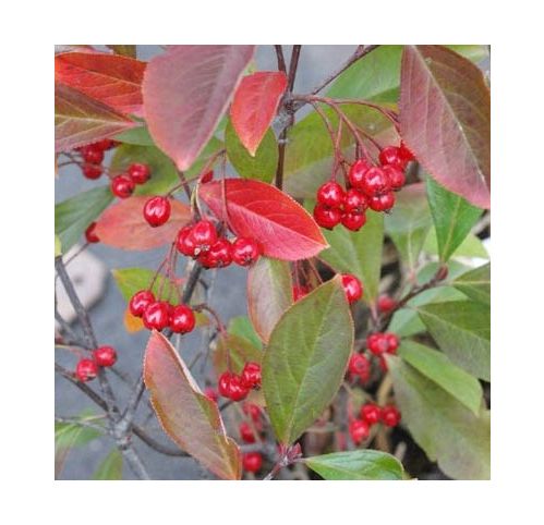 Aronia à fruits rouges Brilliant - Vente en ligne de plants de Aronia à ...