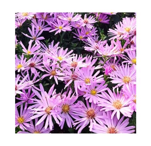 Aster nain Herbstgruss v. Bresserhof - Vente en ligne de plants de ...
