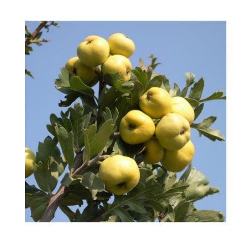 Aubépine à fruit jaune/ Azérolier