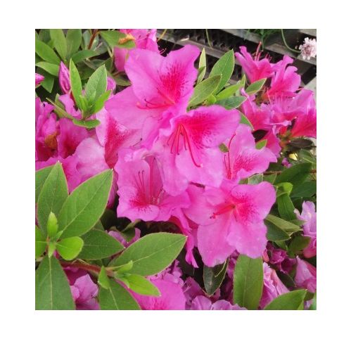 Azalée japonaise Rosa King - Vente en ligne de plants de Azalée ...