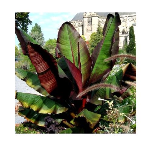Bananier d'Abyssinie Maurelli - Vente en ligne de plants de Bananier d ...