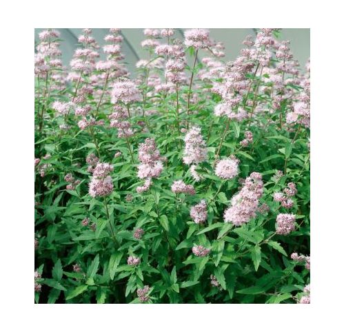 Caryopteris Stephi Rose ® - Vente en ligne de plants de Caryopteris ...