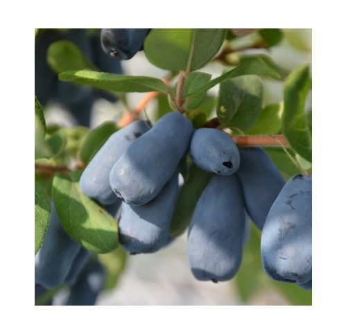 Chèvrefeuille Comestible - Baie de Mai - Camerisier - Vente en ligne de ...