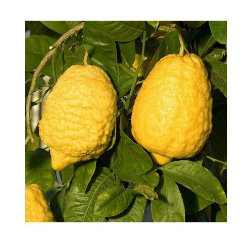 Citron Cédrat Géant - Vente en ligne de plants de Citron Cédrat Géant ...