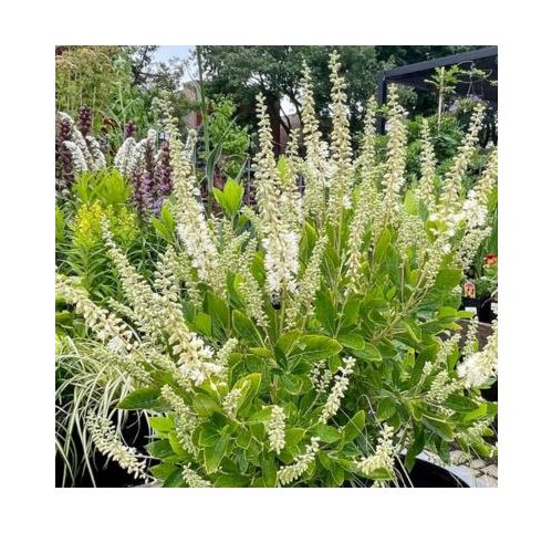 Clethra alnifolia Hummingbird - Vente en ligne de plants de Clethra ...