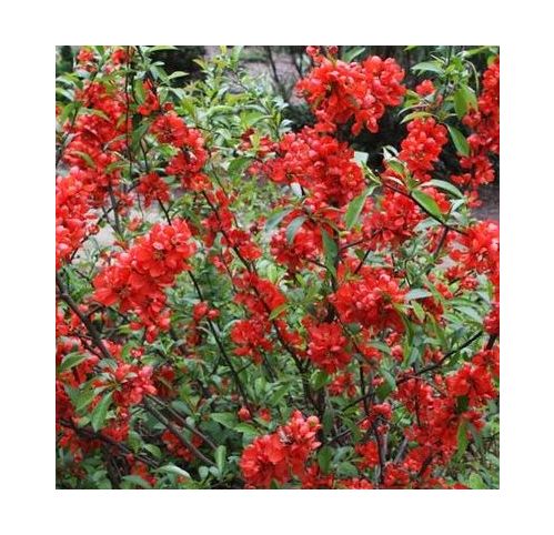 Cognassier du Japon Crimson and Gold - Vente en ligne de plants de ...