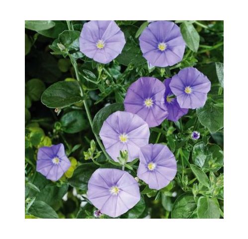 Convolvulus Maniti Deep Blue ® - Vente en ligne de plants de ...
