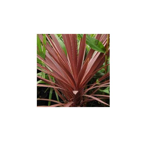 Cordyline pourpre Red Star - Vente en ligne de plants de Cordyline ...