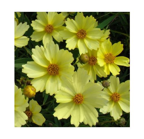 Coreopsis Full Moon - Vente en ligne de plants de Coreopsis Full Moon ...