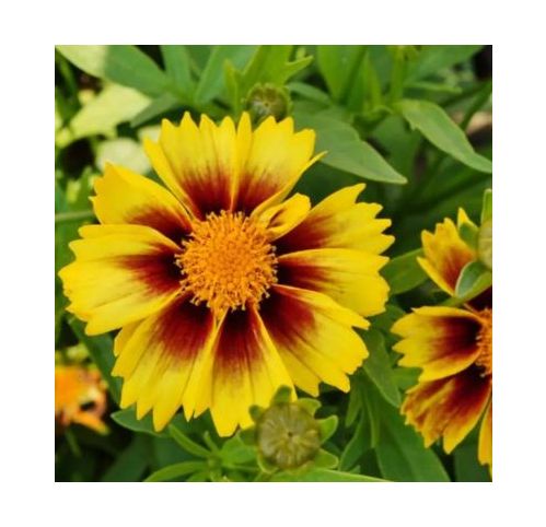Coreopsis Solanna Sunset Burst - Vente en ligne de plants de Coreopsis ...