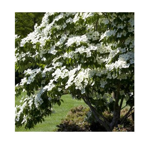 Cornus blanc du Japon - Vente en ligne de plants de Cornus blanc du ...