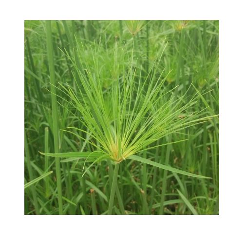 Papyrus du Nil - Vente en ligne de plants de Papyrus du Nil pas cher ...