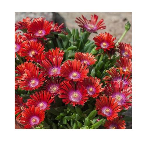 DELOSPERMA SUNDELLA RED - Vente en ligne de plants de DELOSPERMA ...