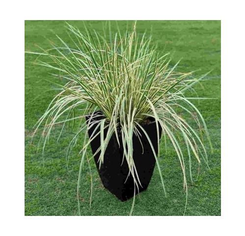 Dietes - Iris africain Milky Way ® - Vente en ligne de plants de Dietes ...