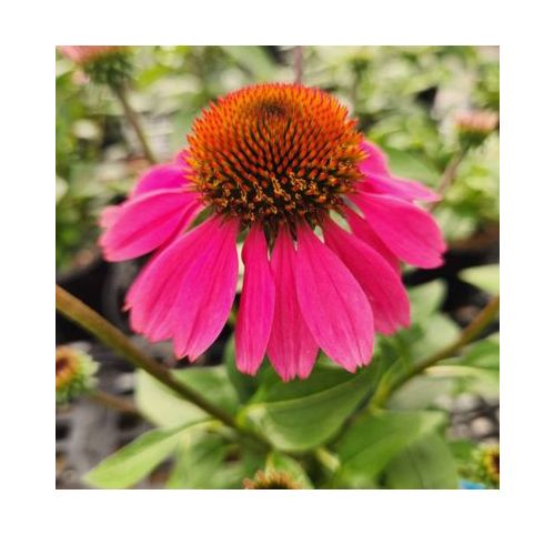 Échinacée Panama Rose - Vente en ligne de plants de Échinacée Panama ...