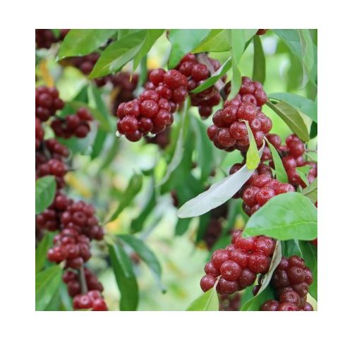 Chalef d'automne Goumi - Vente en ligne de plants de Chalef d'automne ...