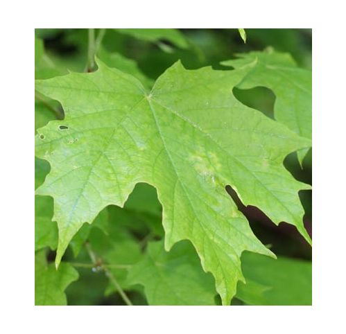 Érable à Sucre - Vente en ligne de plants de Érable à Sucre pas cher ...