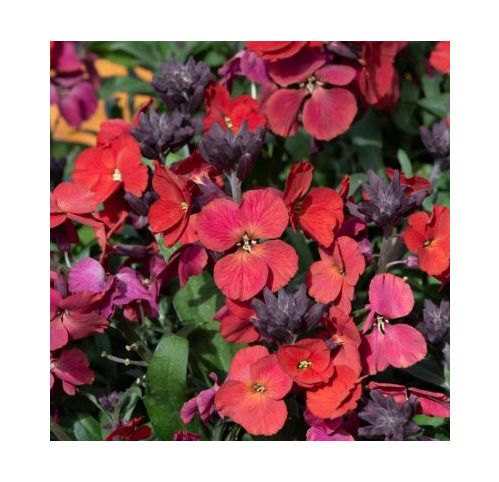 Giroflée Colour Vibe Red - Vente en ligne de plants de Giroflée Colour ...