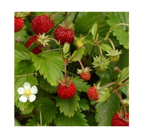 Fraisier des bois - Vente en ligne de plants de Fraisier des bois pas ...