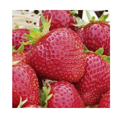 Fraisier Charlotte - Vente en ligne de plants de Fraisier Charlotte pas ...