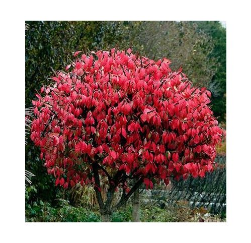 Fusain ailé compact - Vente en ligne de plants de Fusain ailé compact ...